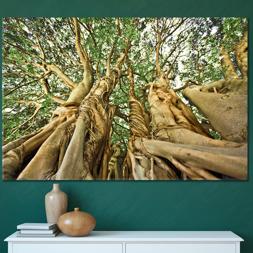 UNIQUE TREE FORMATION Giant Old Tree Africa Forest Huge Baobab Art ...